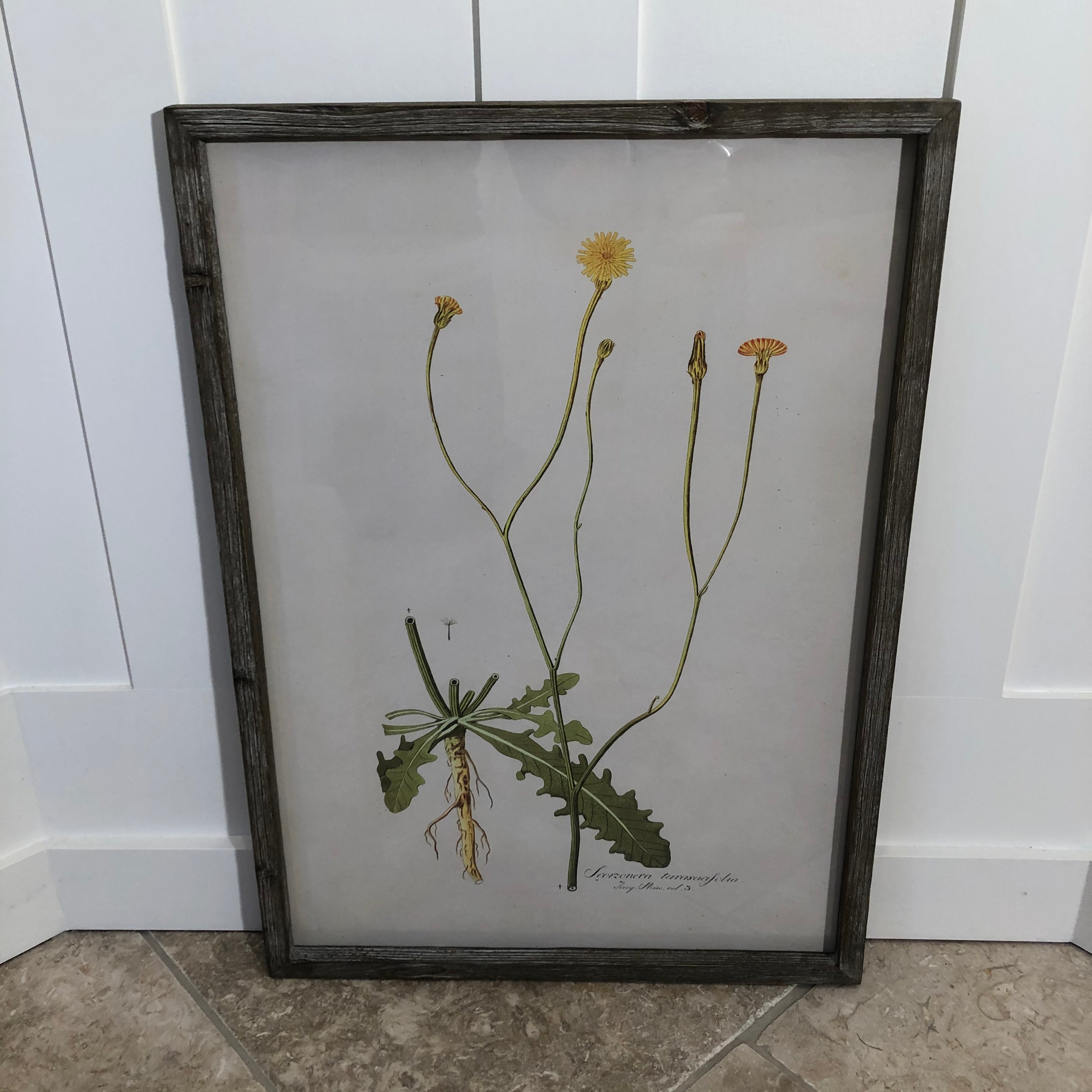 Botanical Artwork 3 – Penny Hamilton Interiors